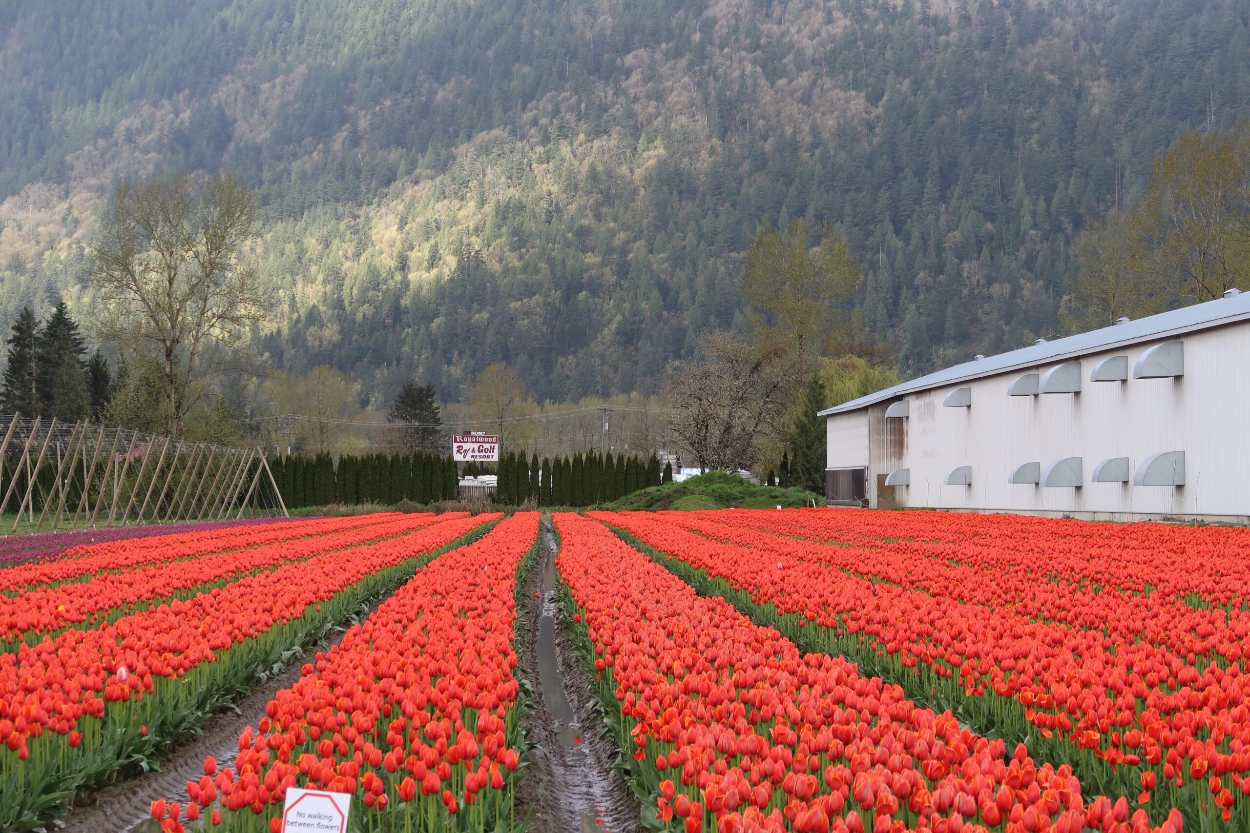 【カナダ留学：Chikaさん】思ったことを英語で伝えたい！！ - JPカナダ留学センター｜カナダ＆フィリピンの留学エージェント